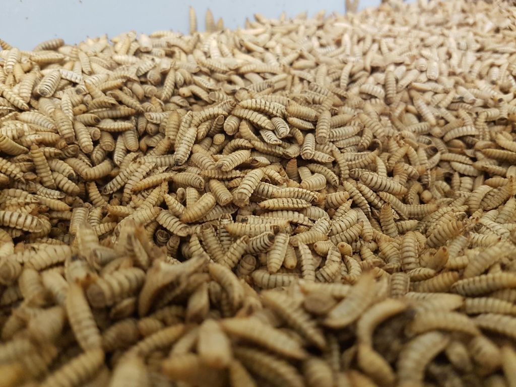 Bühler opens Insect Technology Center to support customers in the feed ...