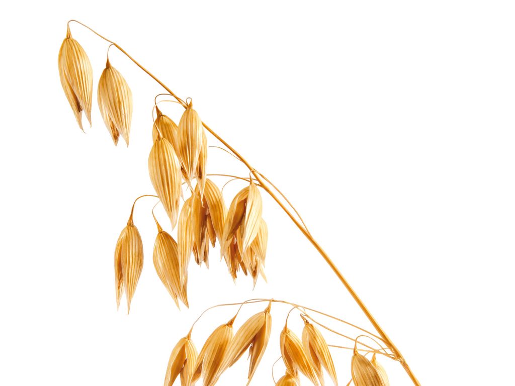 Oat Processing | Grain Processing | Bühler Group