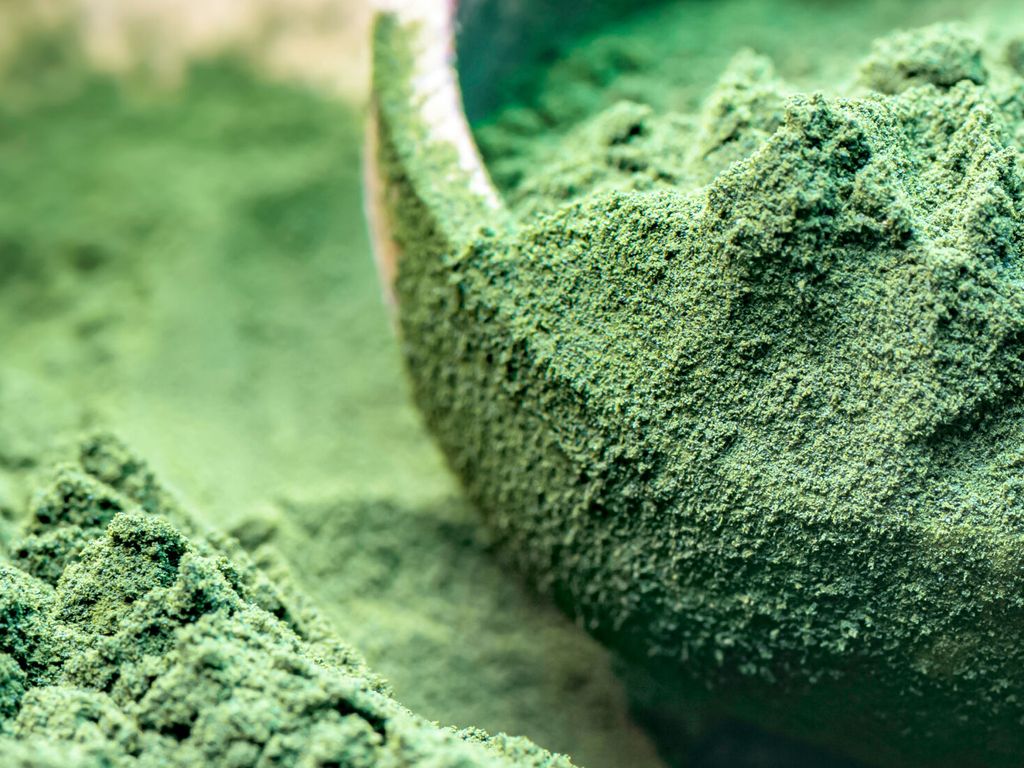 Algae as an Alternative Protein | Nutrition | Bühler Group